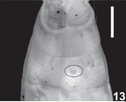 Larval structure of Passalus gravelyi and sexual dimorphism in Passalid ...