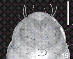 Larval structure of Passalus gravelyi and sexual dimorphism in Passalid ...
