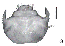 Larval structure of Passalus gravelyi and sexual dimorphism in Passalid ...