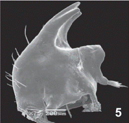 Larval structure of Passalus gravelyi and sexual dimorphism in Passalid ...