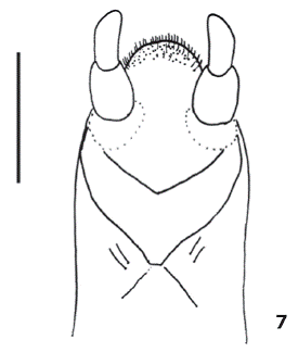 Larval structure of Passalus gravelyi and sexual dimorphism in Passalid ...