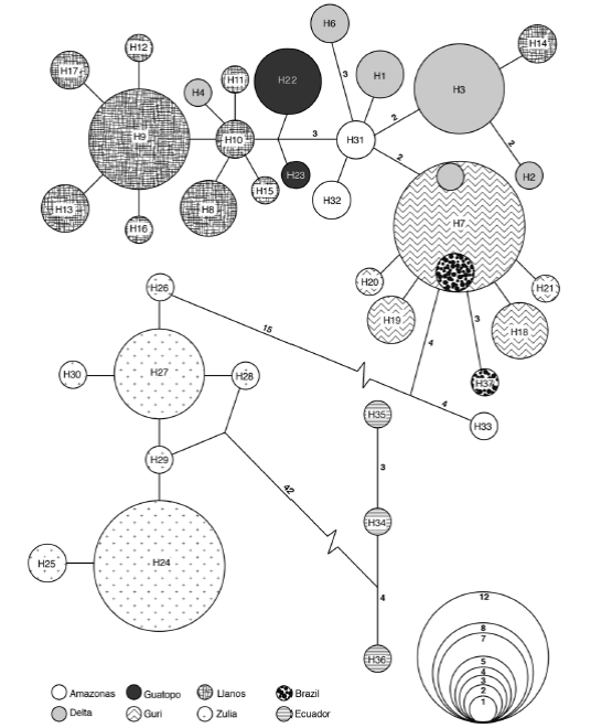 Genetic structure of Tupinambis teguixin (Squamata: Teiidae), with ...