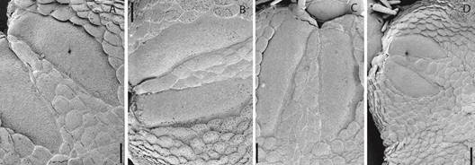 From baby to adult: ontogenetic series of nine species of Ophiuroidea ...