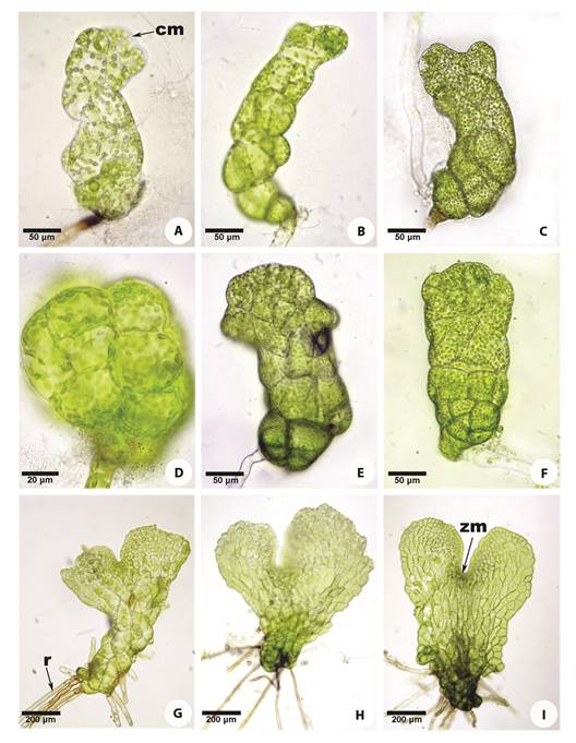 Desarrollo de los gametofitos de especies mexicanas de helechos de la ...