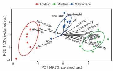 Abundance and microhabitat use by the frog Platymantis hazelae (Anura ...