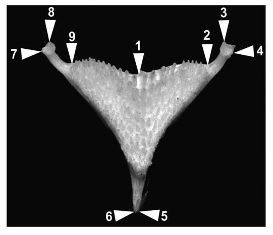 Feeding ecomorphologies in the fish genus Herichthys (Perciformes ...