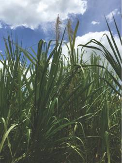 DNA barcoding for molecular identification of Gynerium sagittatum ...