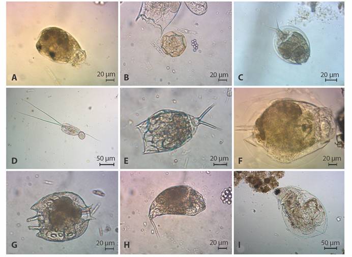 Expanding the knowledge of plankton diversity of tropical lakes from ...
