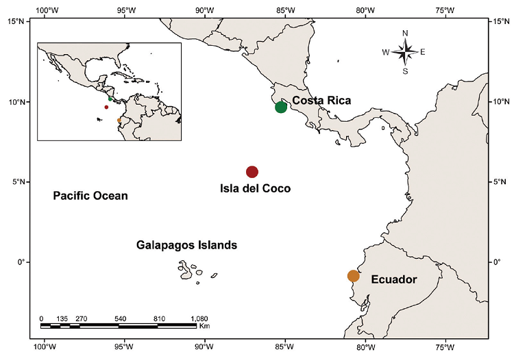 Independent evolutionary lineage of the clingfish Gobiesox adustus ...