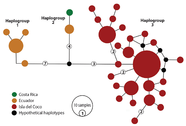 Independent evolutionary lineage of the clingfish Gobiesox adustus ...