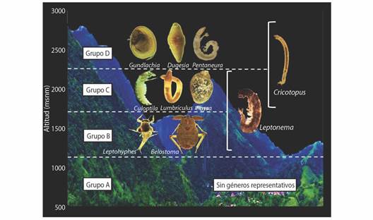 Macroinvertebrados acuáticos en un gradiente altitudinal del río ...