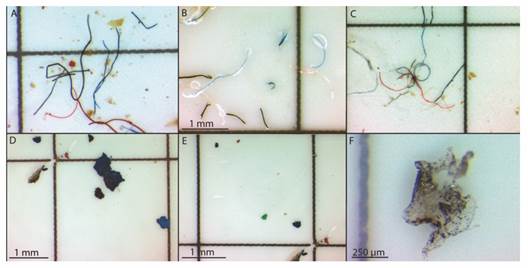 Effects Of Microplastics Pollution On The Abundance And Composition Of