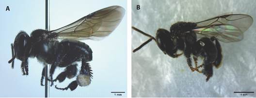 The characteristics of stingless bee nests (Apidae: Meliponini) in the ...