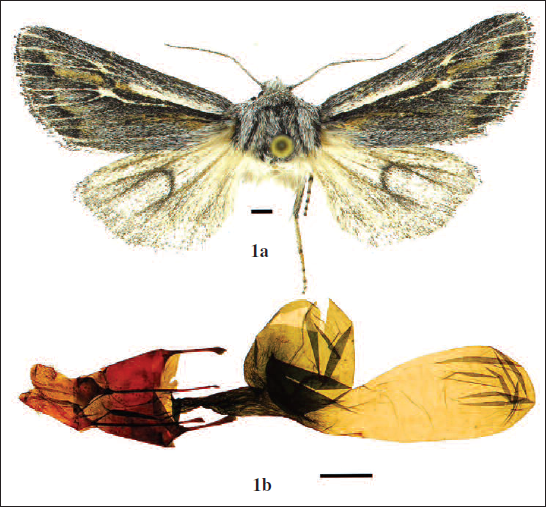 Lepidoptera Of White Sands National Monument Otero County New Mexico USA 8 Descriptionof The 