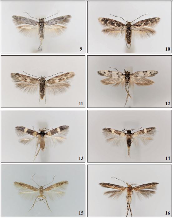 New data on Praydidae, Oecophoridae, Stathmopodidae, Scythrididae and ...