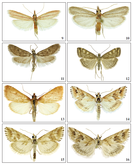 New data on Pyraloidea from the Canary Islands, Spain 2 (Lepidoptera ...