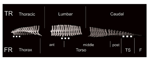 FUNCTIONAL SUBDIVISION OF THE VERTEBRAL COLUMN IN FOUR SOUTH AMERICAN ...