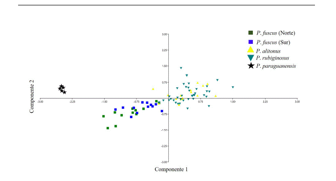 DISTRIBUCIÓN ACTUALIZADA DE PTERONOTUS (PHYLLODIA) (CHIROPTERA ...