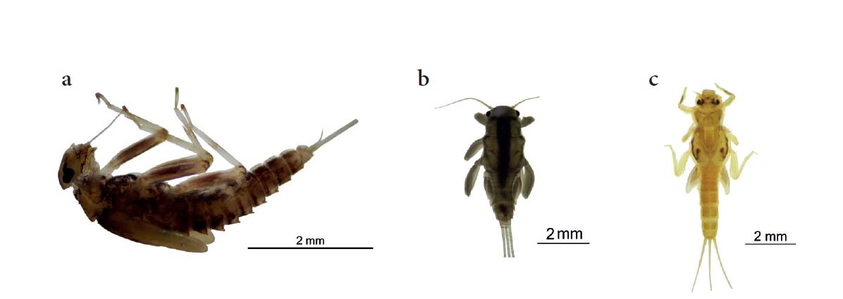 Ephemeroptera asociados a ocho ríos de la Sierra Nevada de Santa Marta ...
