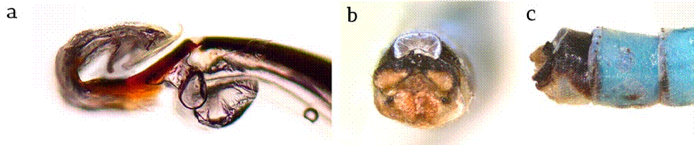 New species records in Acanthagrion, Nehalennia, and Perilestes ...