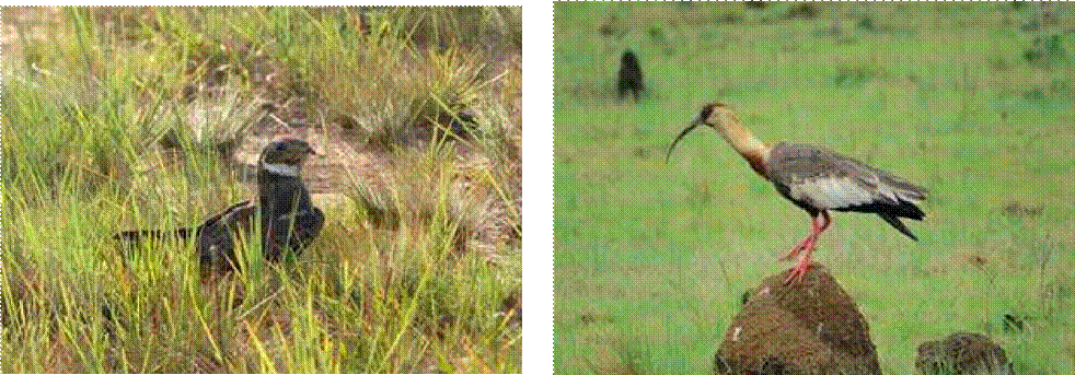 Plant, bird, and mammal diversity of the Tomogrande field station ...