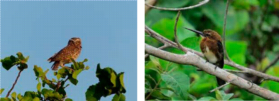 Plant, bird, and mammal diversity of the Tomogrande field station ...