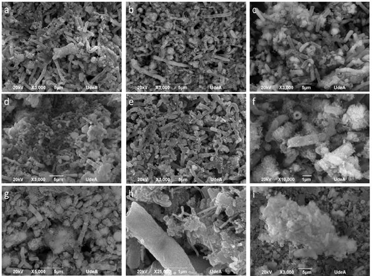Effect of the tryptone concentration on the calcium carbonate ...