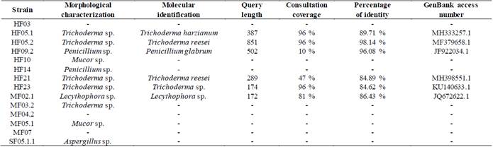 Isolation and characterization of filamentous fungi from wood and soil ...