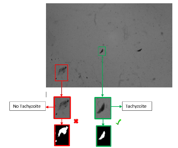 Pattern Recognition Algorithm for Automatic Quantification of ...