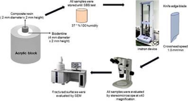 Influence of Etching Mode and Composite Type on Bond Strength to ...