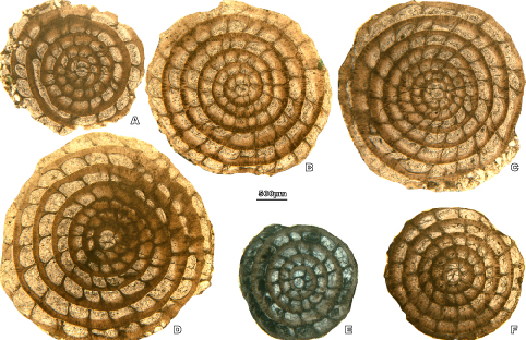 Middle-Late Eocene marine record of the Biga Peninsula, NW Anatolia, Turkey
