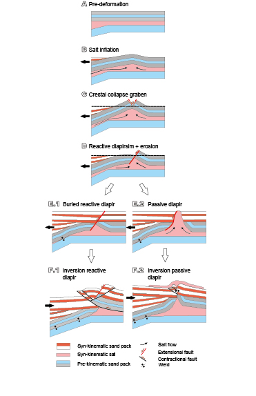 Weld kinematics of syn-rift salt during basement-involved extension and ...