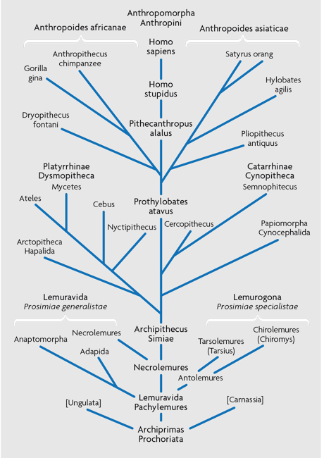 History and reality of the genus Homo: What is it and why do we think so?