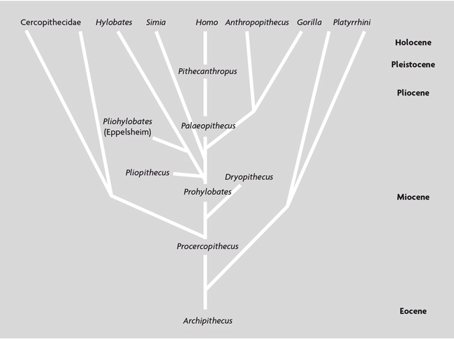 Homo Phylogenetic Tree