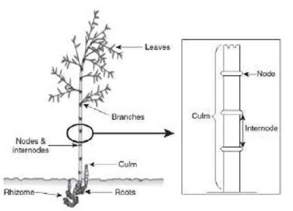 Influencia del contenido de fibra y del recocido sobre las propiedades ...