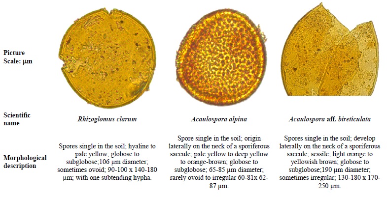 Evaluation of the effect of native arbuscular mycorrhizal fungi an ...