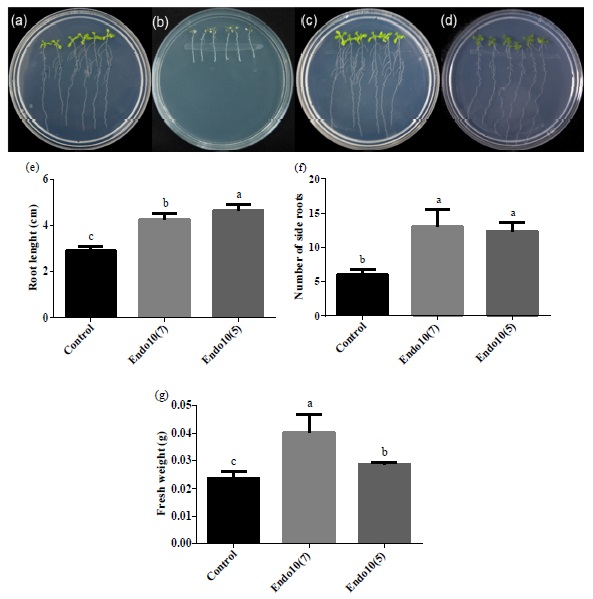Ef fect of rhizobacteria isolated from Suaeda sp. in the growth of ...