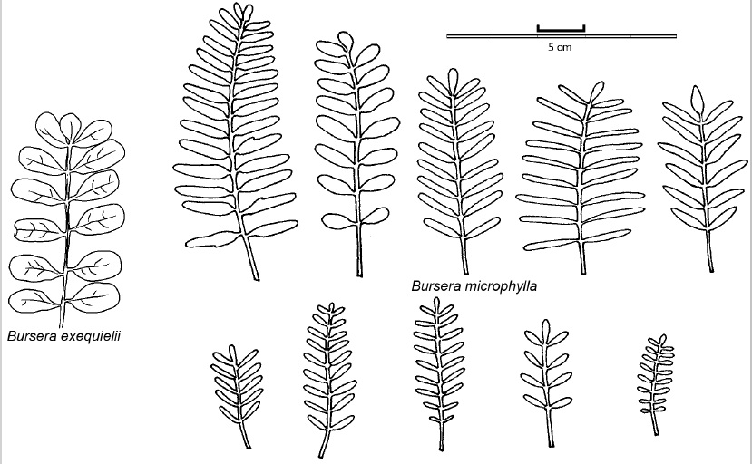 A new species of Bursera (Burseraceae) from the East Cape Region in ...
