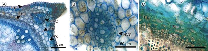 On growth habits and forms: the utility of stem anatomy to define ...