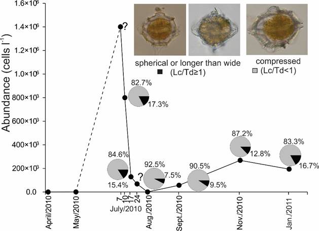 Co-ocurrence of two toxic dinoflagellates in Acapulco Bay, Guerrero ...