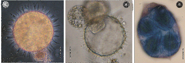 Co-ocurrence of two toxic dinoflagellates in Acapulco Bay, Guerrero ...