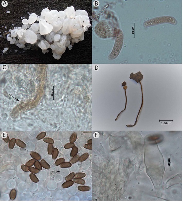 Catálogo de la micobiota del Complejo Volcánico de Colima, México