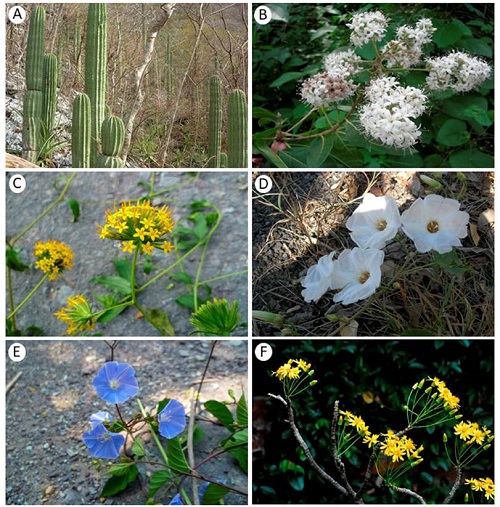 Flora del bosque tropical caducifolio en una zona con suelos yesosos y ...