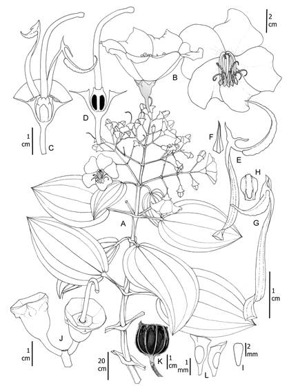 Revisión taxonómica del género Meriania (Melastomataceae) en Colombia