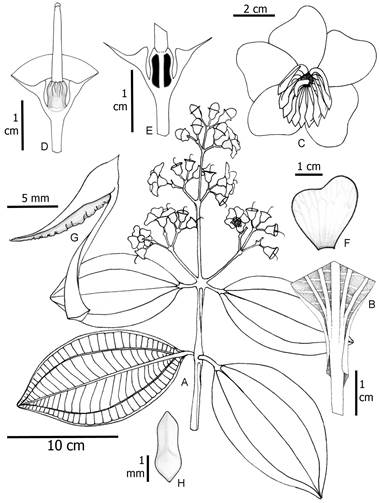 Revisión taxonómica del género Meriania (Melastomataceae) en Colombia