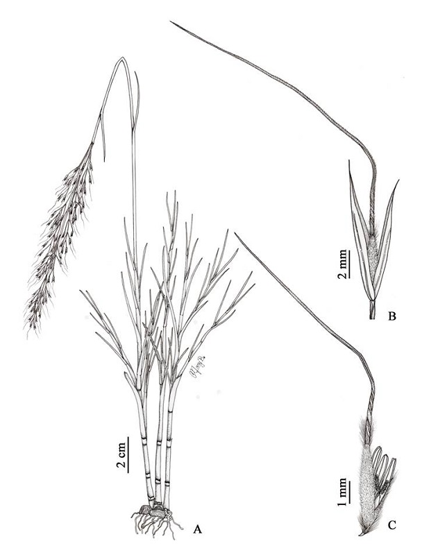 Jarava disticha (Poaceae, Pooideae, Stipeae), una nueva combinación ...