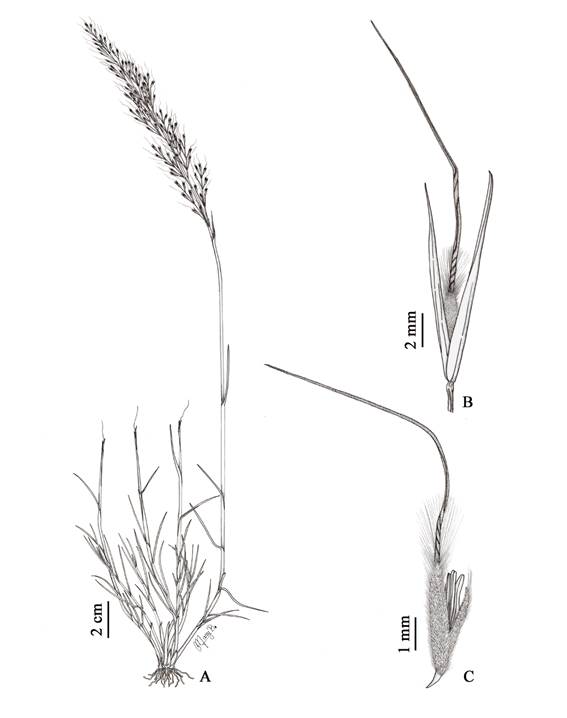 Jarava disticha (Poaceae, Pooideae, Stipeae), una nueva combinación ...