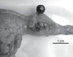 Proventricular parasitosis by Procyrnea sp. (Spiruroidea ...
