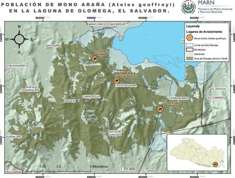 Redescubrimiento de una población de mono araña (Ateles geoffroyi) en ...