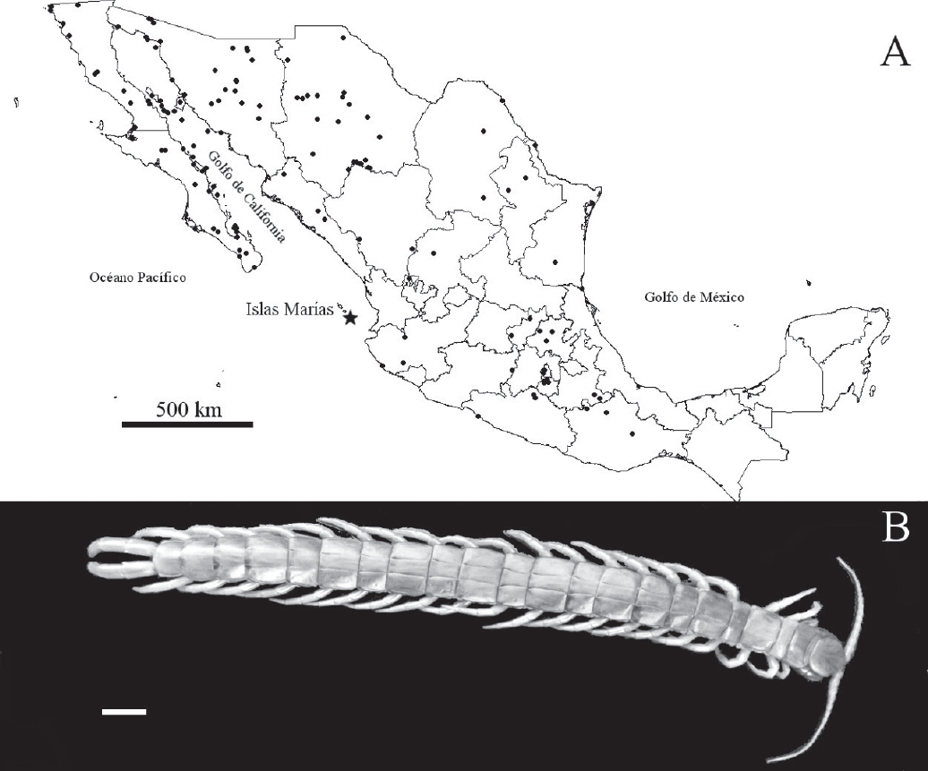 Registro del ciempiés Scolopendra polymorpha Wood, 1861 (Chilopoda ...